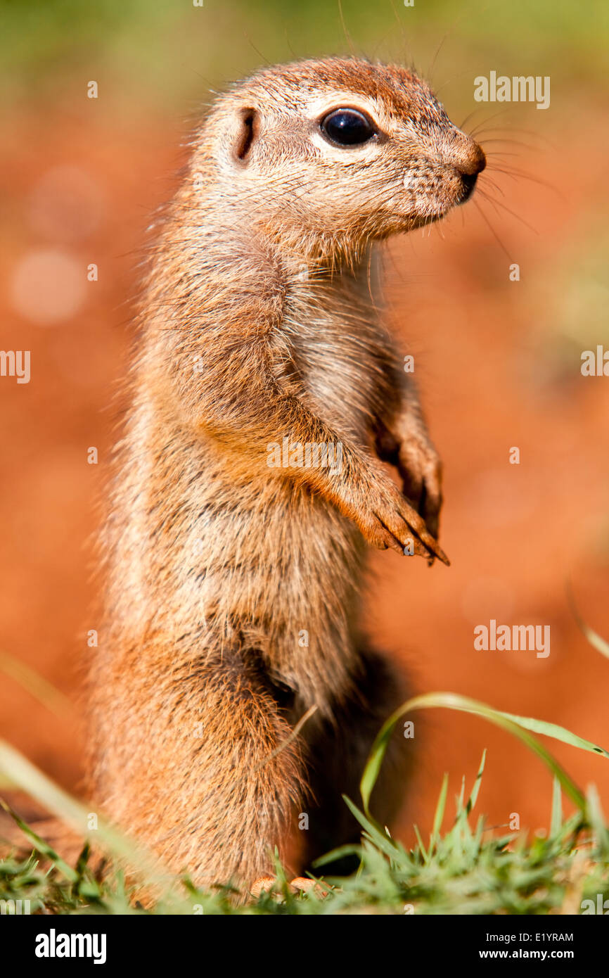 Xerus inauris hi-res stock photography and images - Alamy