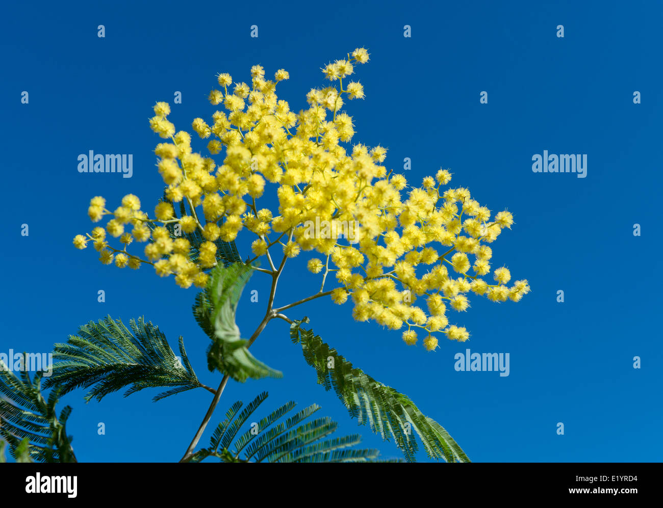 acacia mimosa trees in flower, Monchique, Algarve, Portugal Stock Photo ...