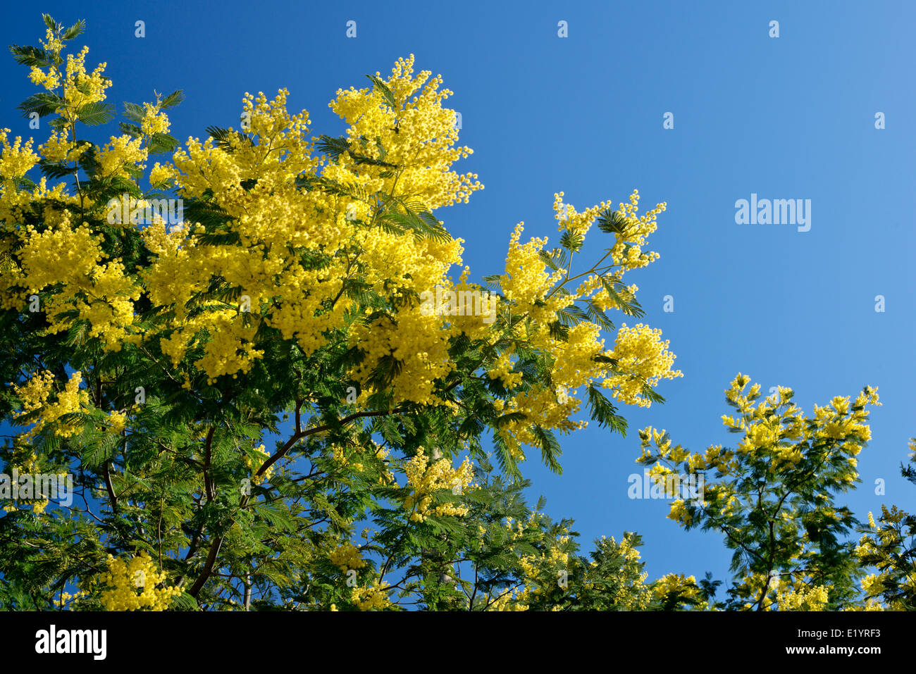 acacia mimosa trees in flower, Monchique, Algarve, Portugal Stock Photo ...