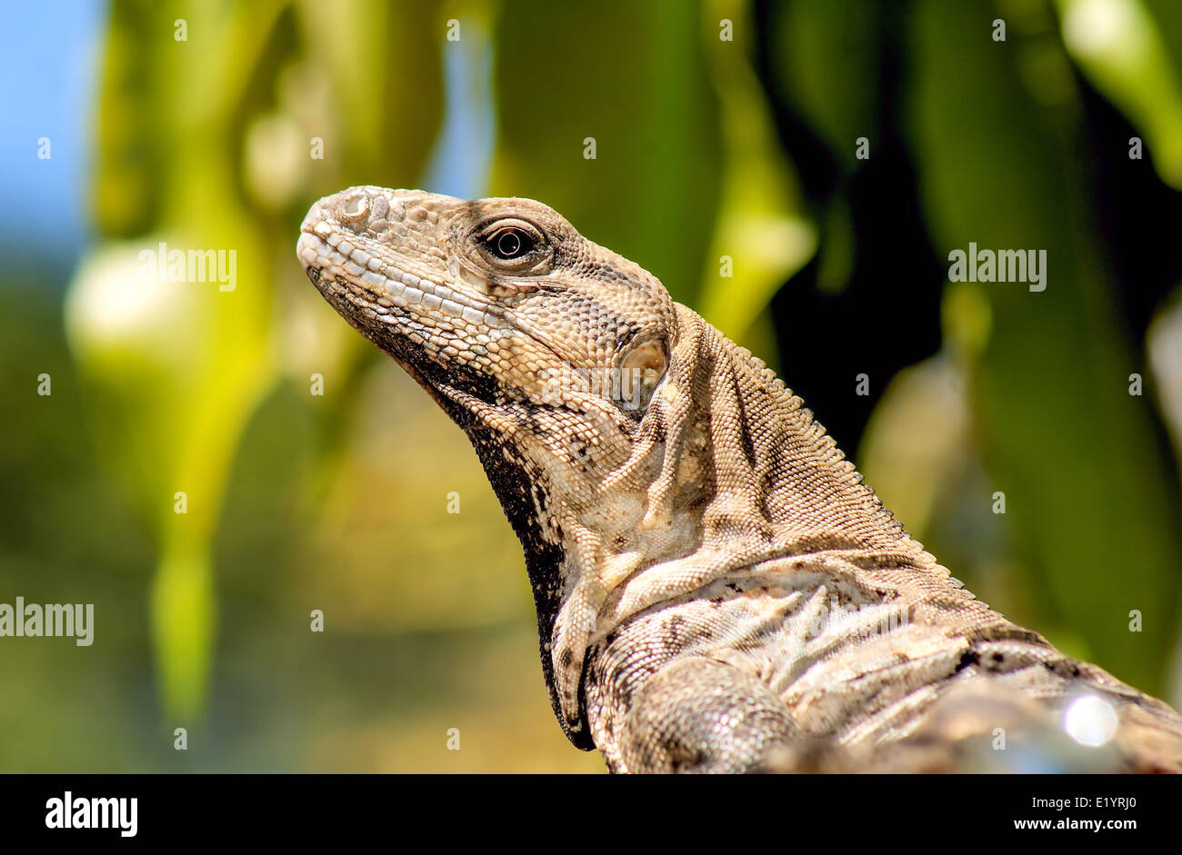 Yucatan wildlife hi-res stock photography and images - Alamy