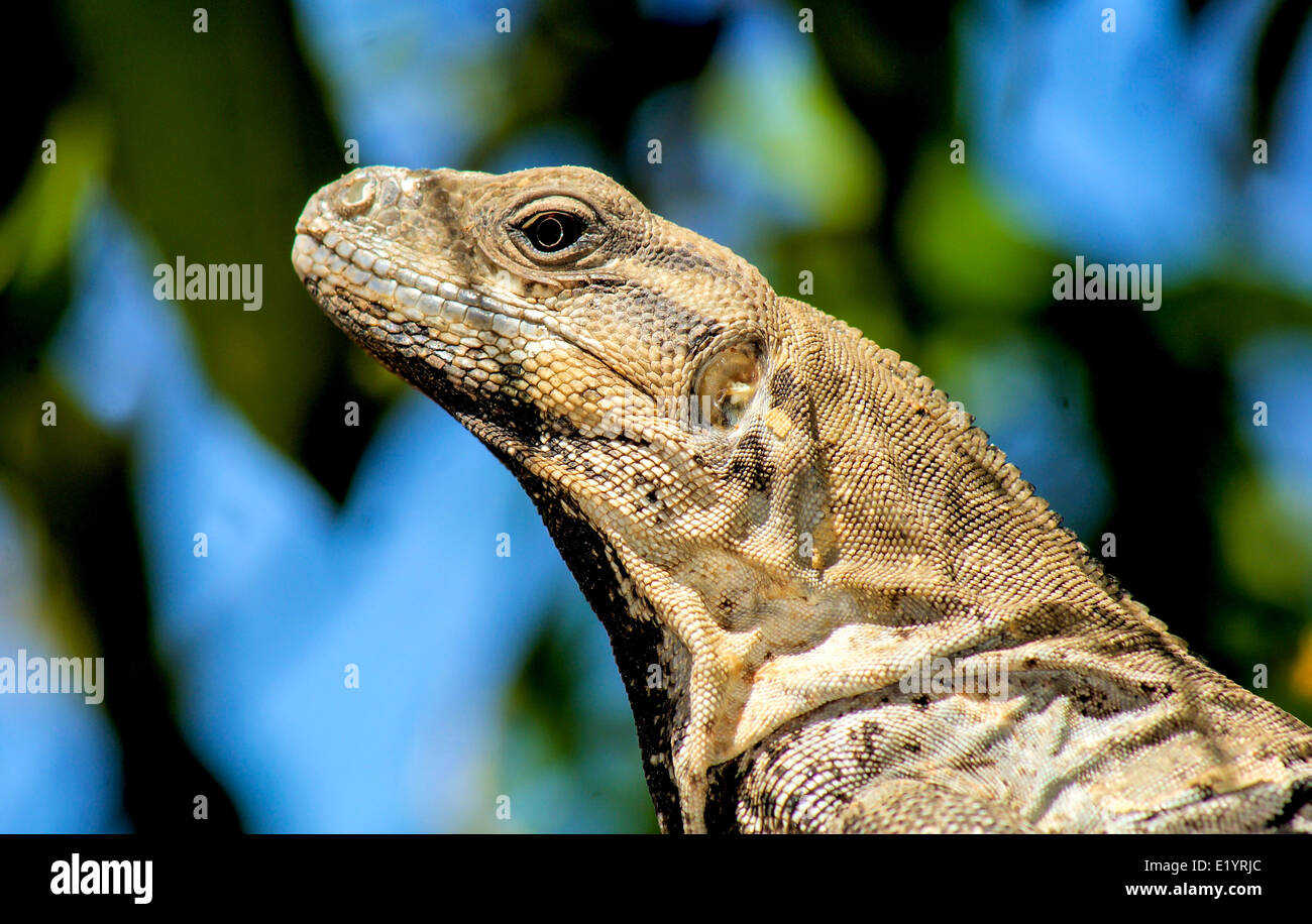 Yucatan wildlife hi-res stock photography and images - Alamy
