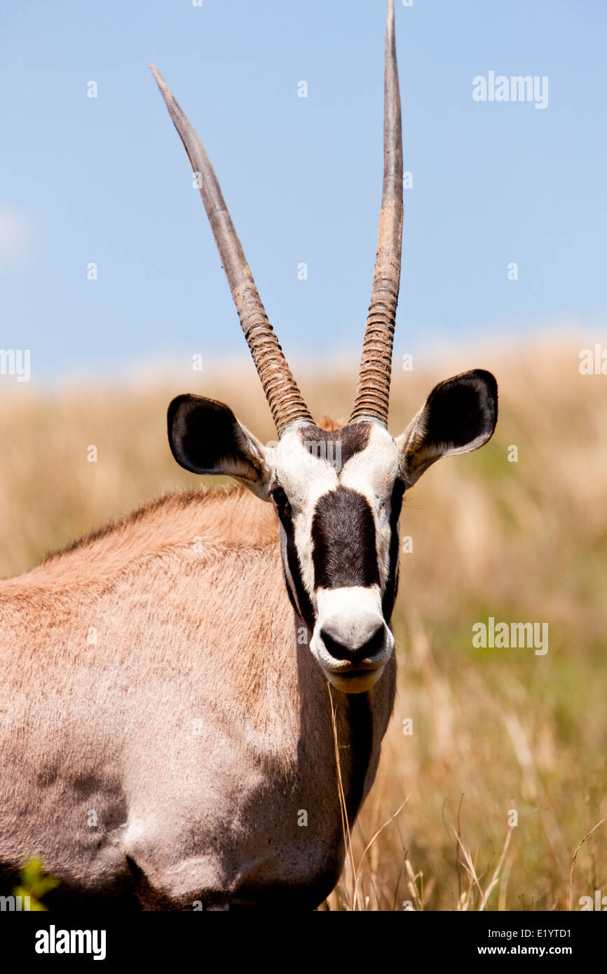 Gemsbuck hi-res stock photography and images - Alamy