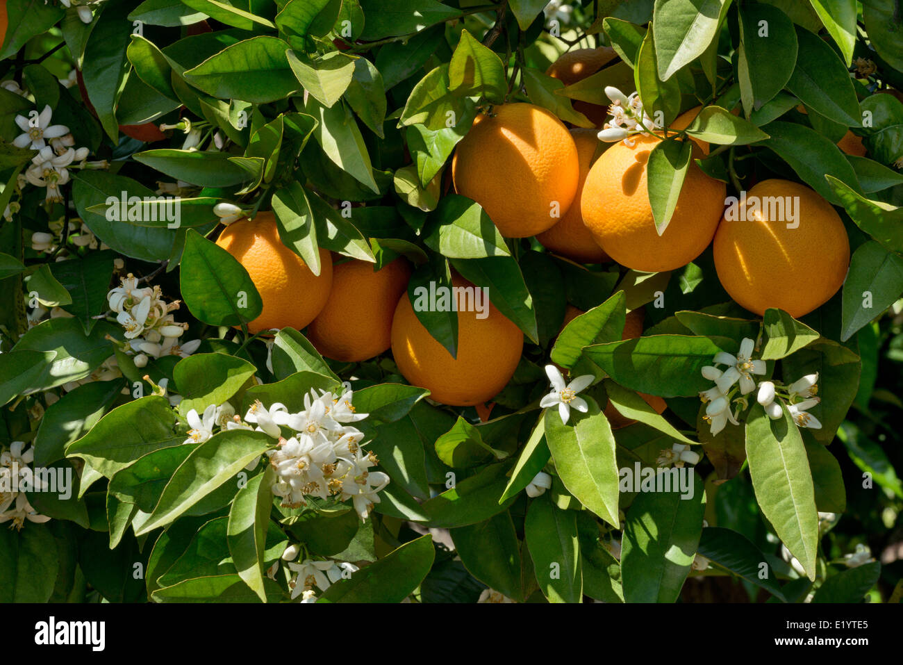 Orange blossom on tree in hi-res stock photography and images - Alamy