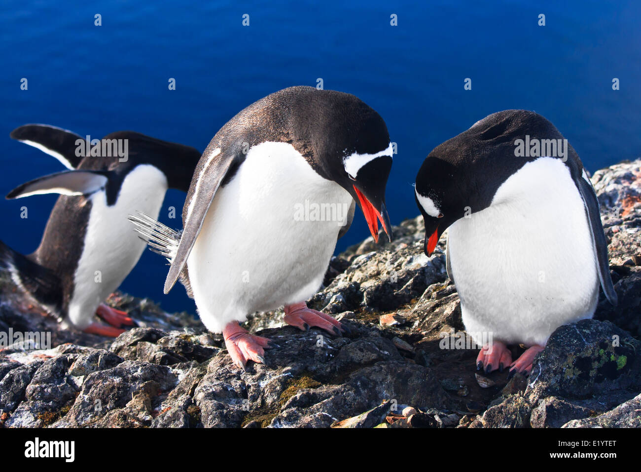 group of penguins having fun in the snowy hills of the Antarctic Stock ...