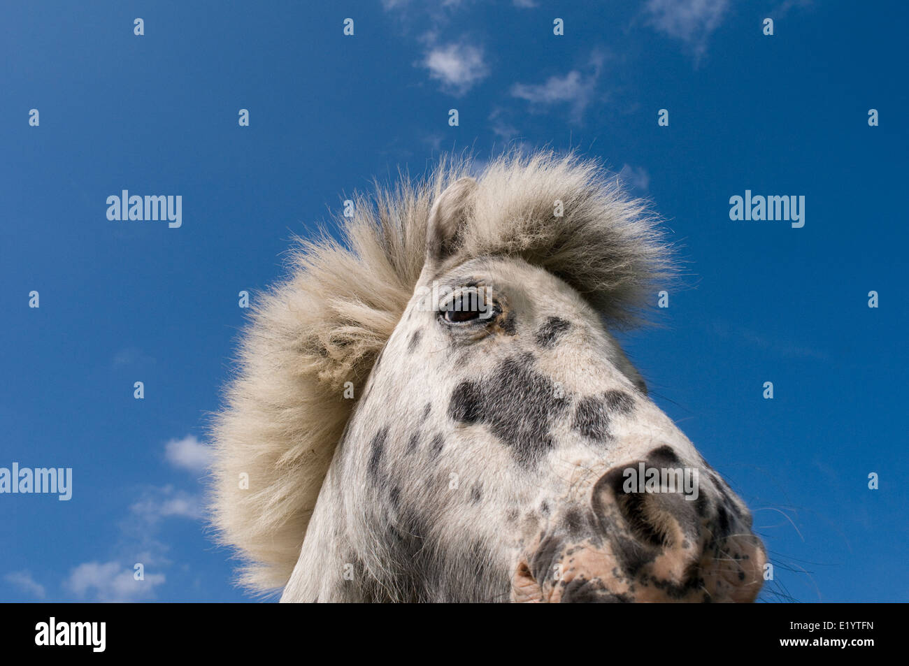 Shetland pony cute hi-res stock photography and images - Alamy