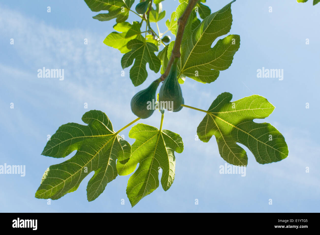 Edible fig tree hi-res stock photography and images - Alamy