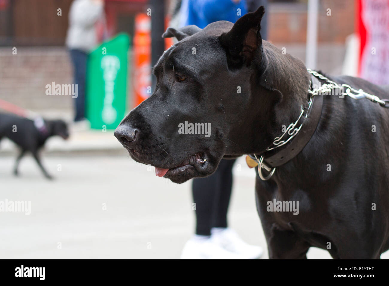 Dogsfestivals hi-res stock photography and images - Alamy