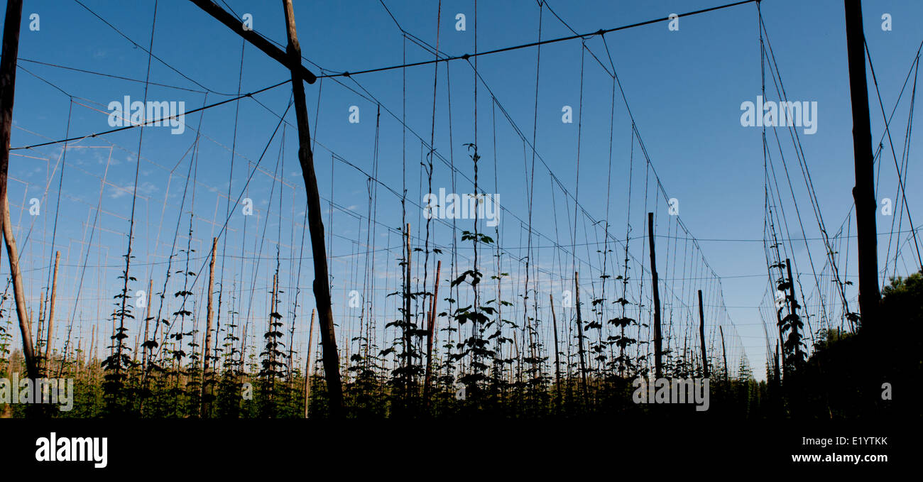 Hop farming kent hi-res stock photography and images - Alamy