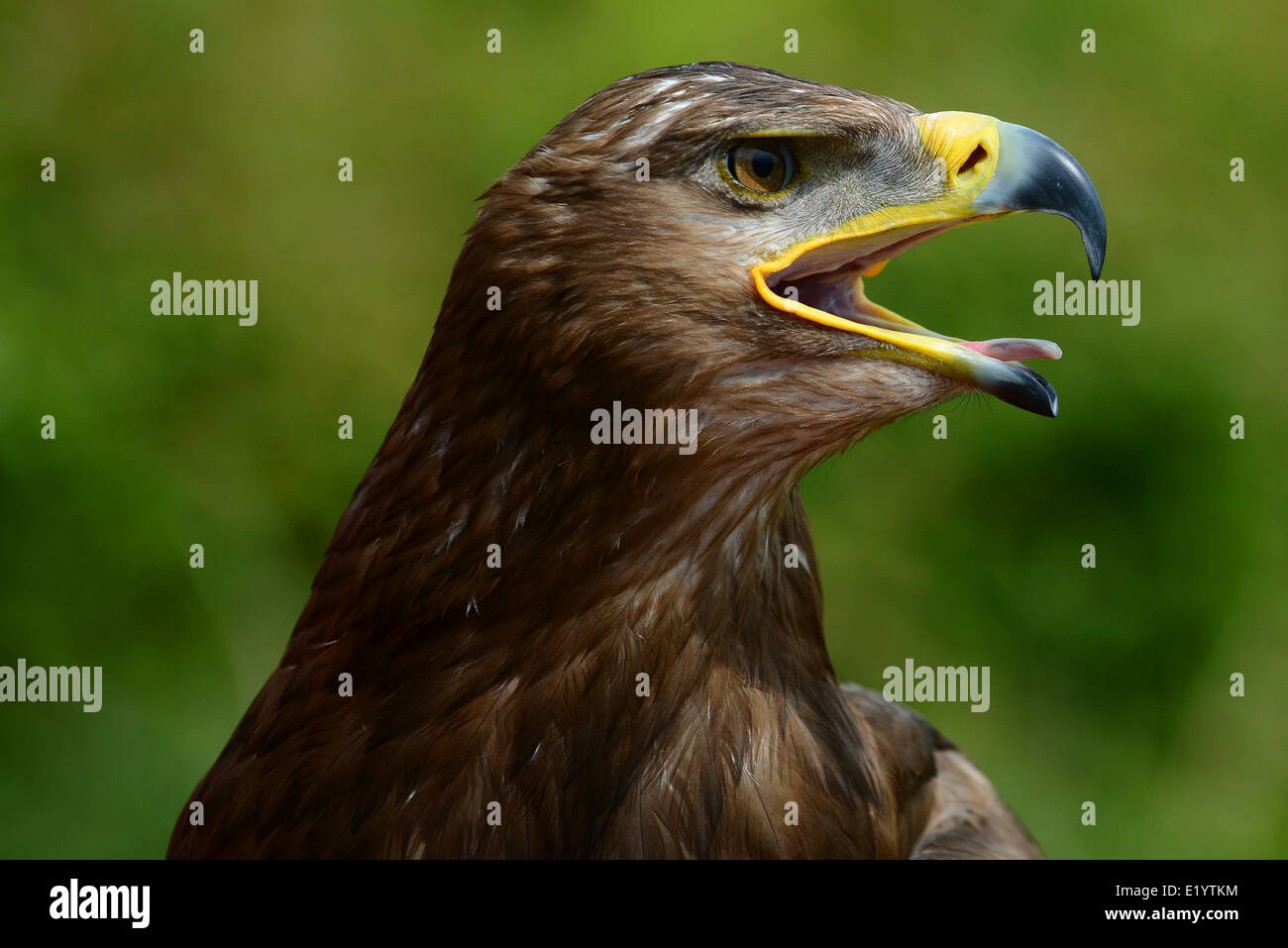 The Steppe Eagle (Aquila nipalensis Stock Photo - Alamy