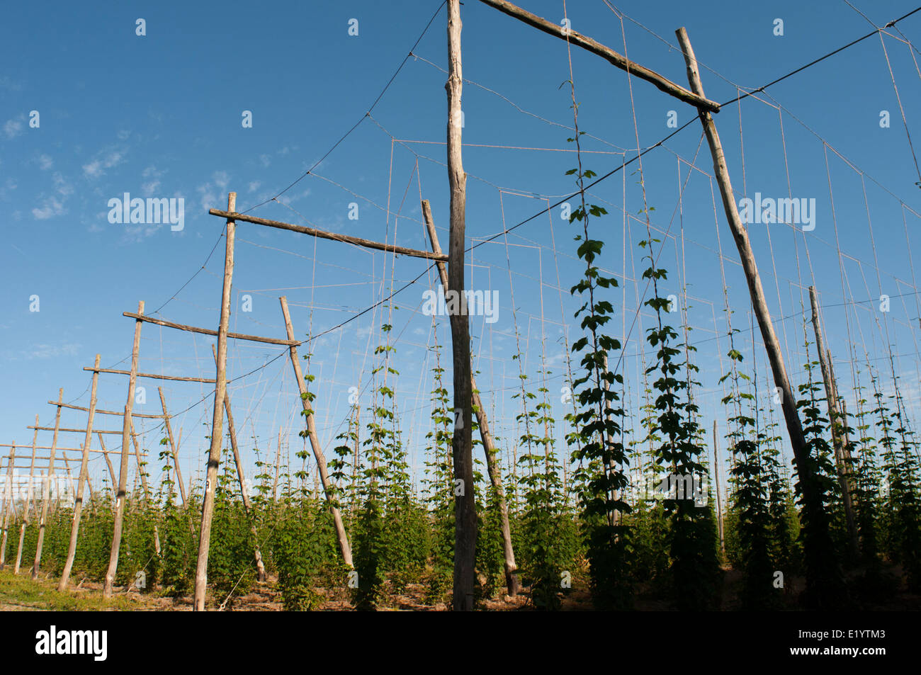 Field of growing hop vines, Kent Stock Photo - Alamy
