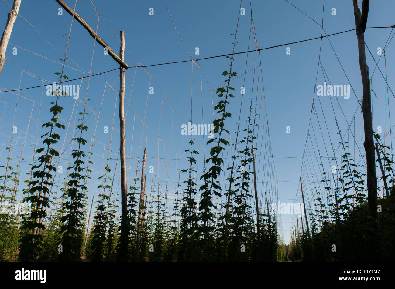 Field of growing hop vines, Kent Stock Photo - Alamy