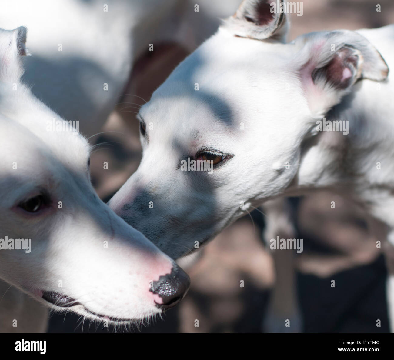 Pair of dogs hi-res stock photography and images - Alamy
