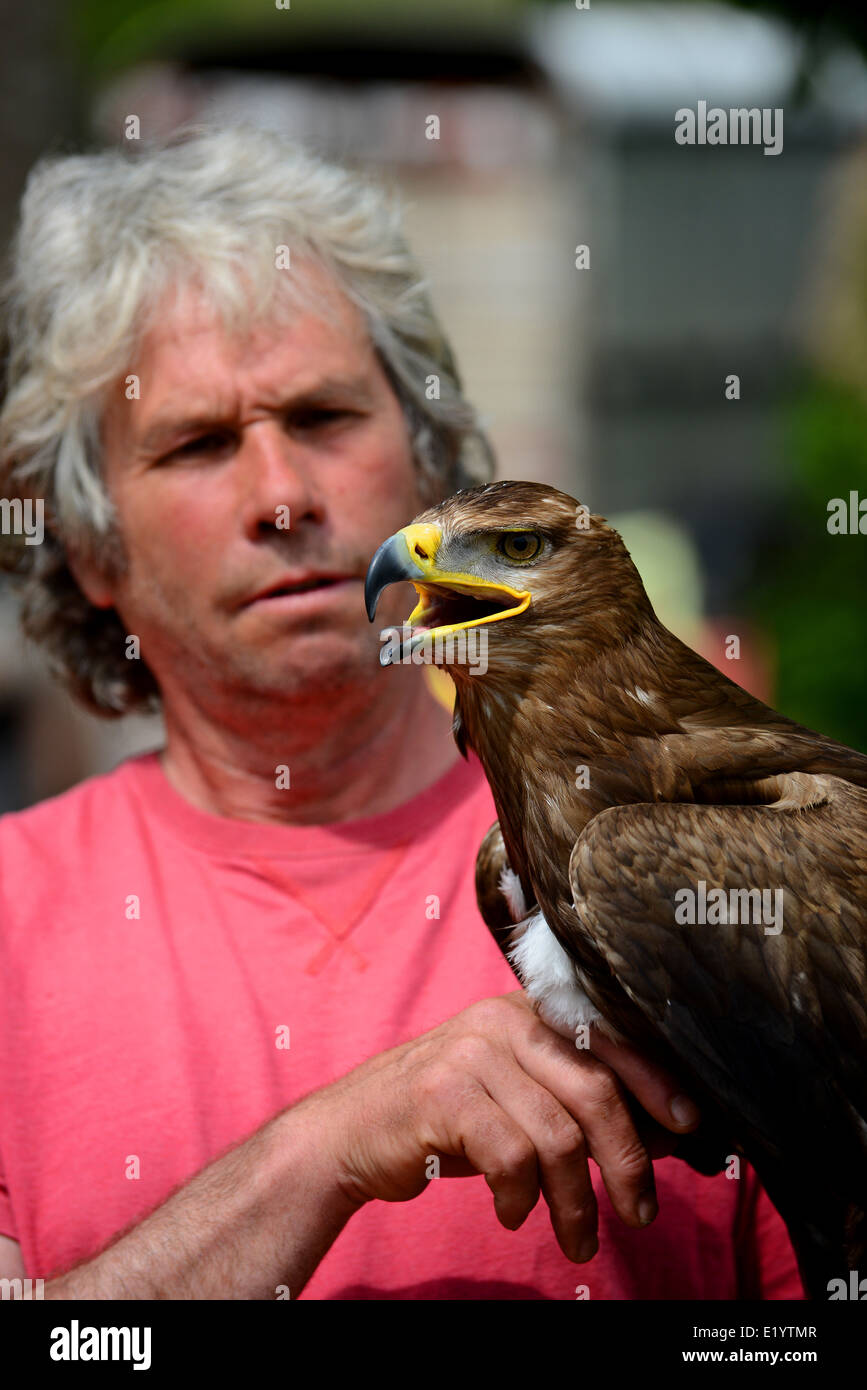 A Steppe Eagle (Aquila nipalensis) with handler Stock Photo - Alamy