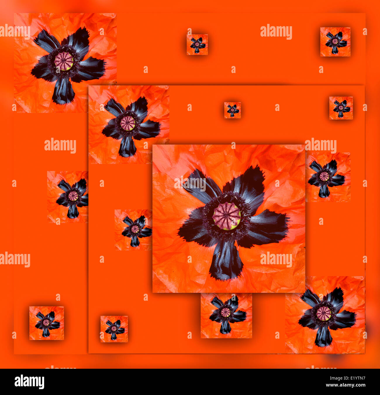 Poppy shape hi-res stock photography and images - Alamy