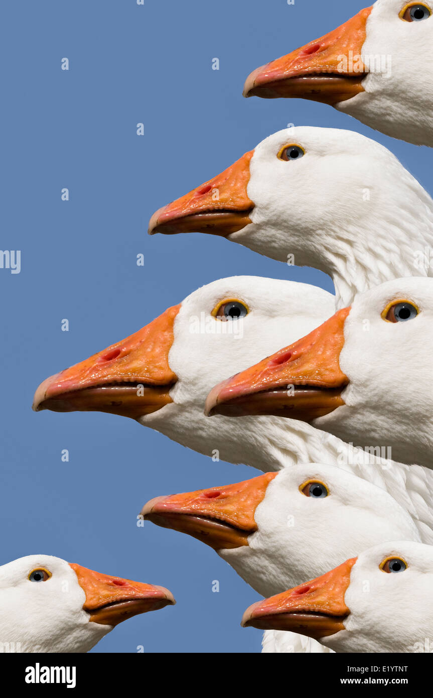 Funny goose hi-res stock photography and images - Alamy