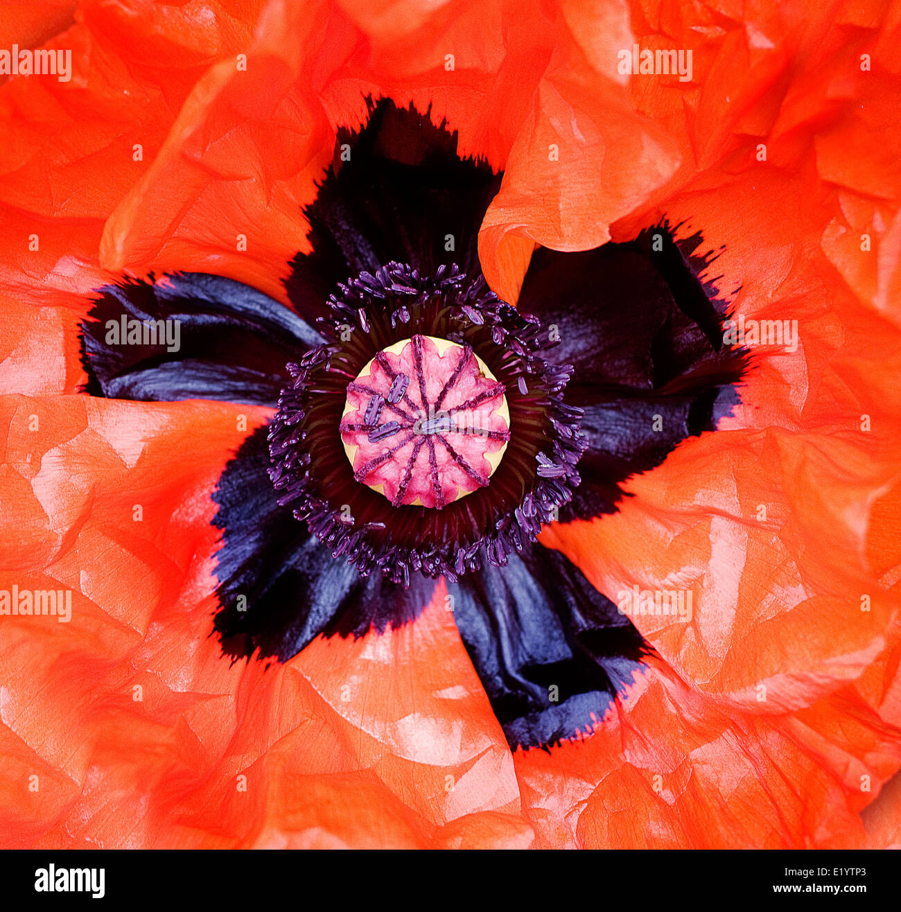 Poppy shape hi-res stock photography and images - Alamy