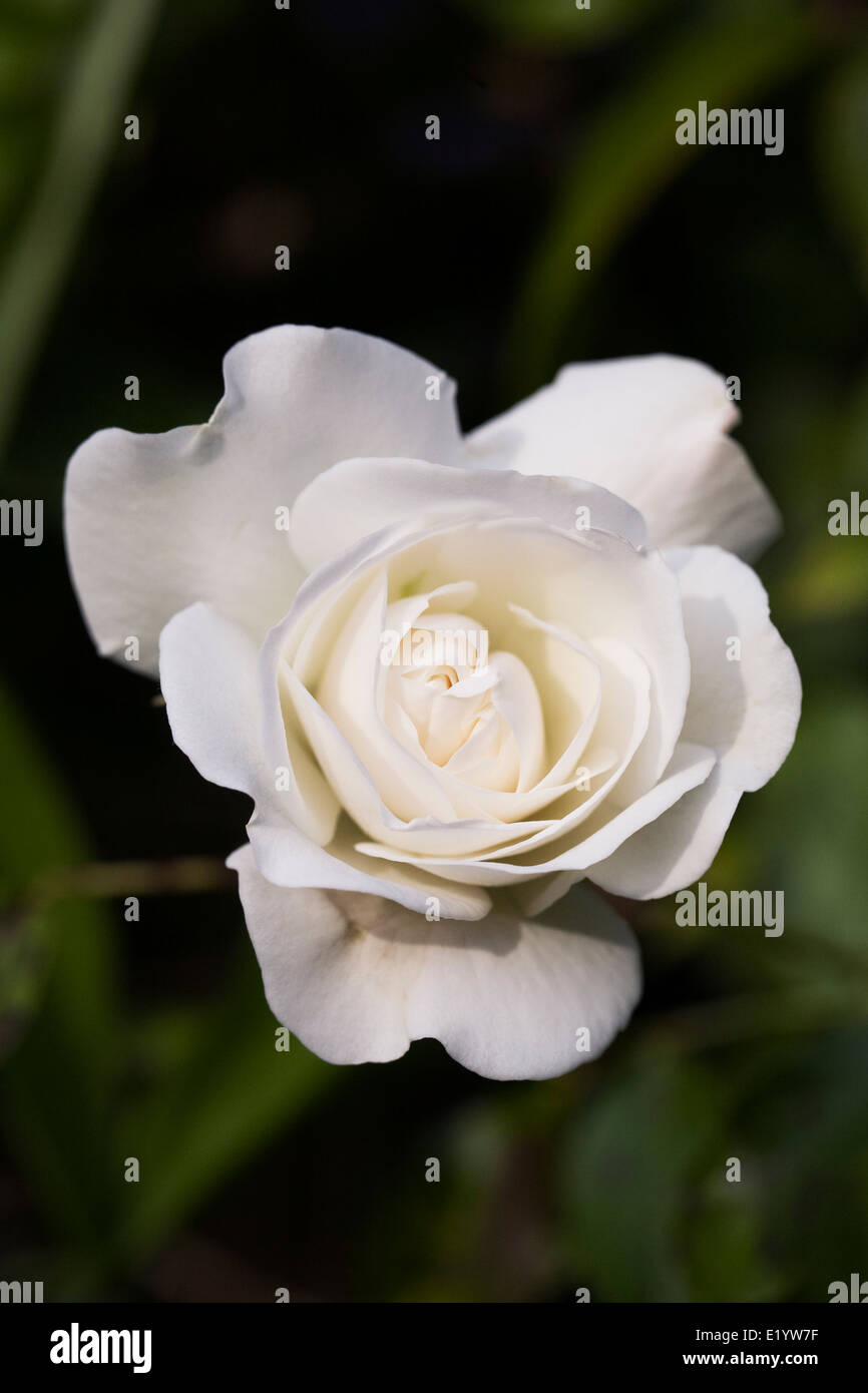 Climbing Rose 'Iceberg' in the garden Stock Photo - Alamy