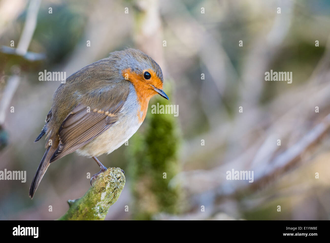 Profile of robin redbreast hi-res stock photography and images - Alamy