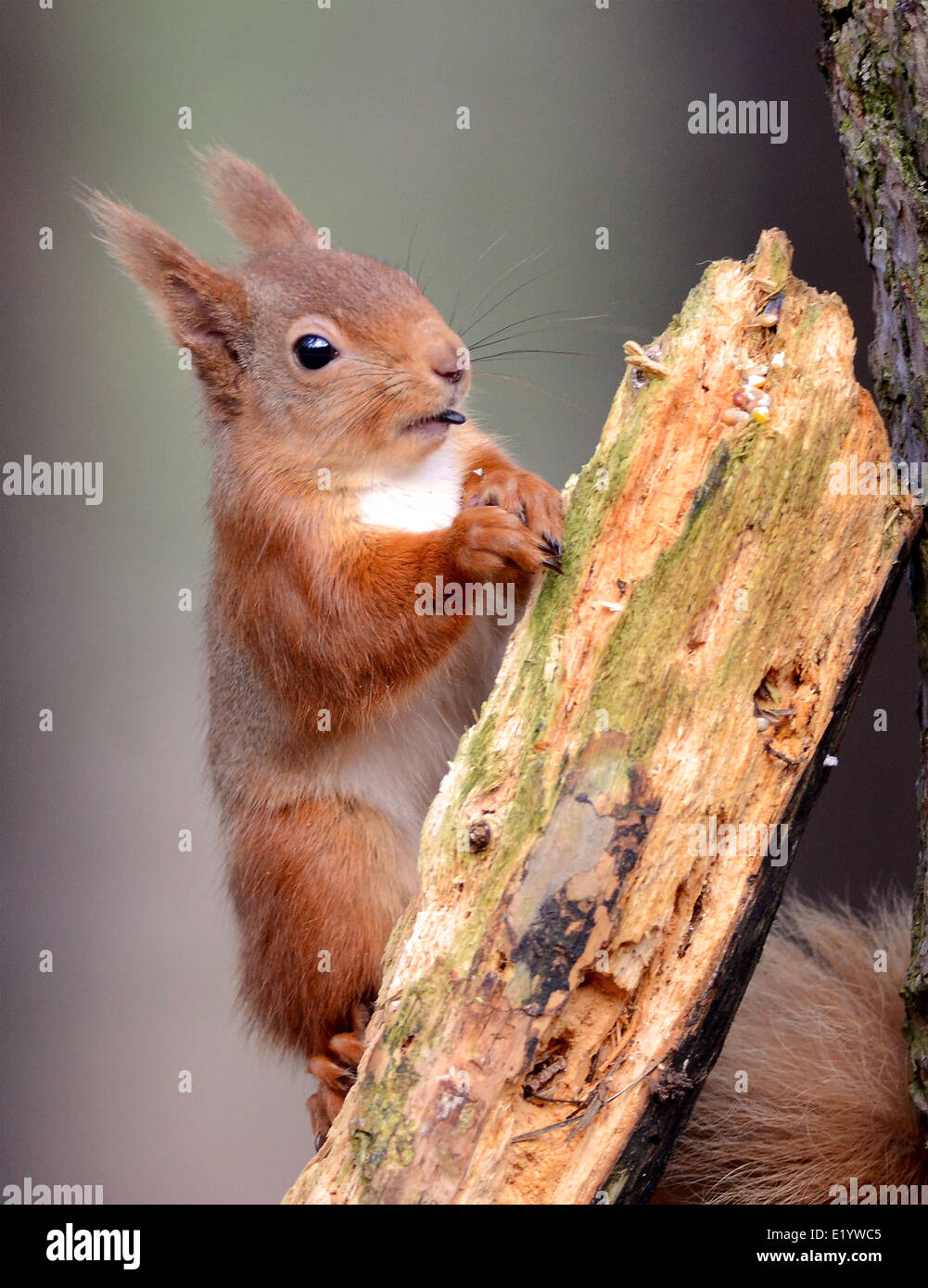Eurasian red squirrels hi-res stock photography and images - Alamy