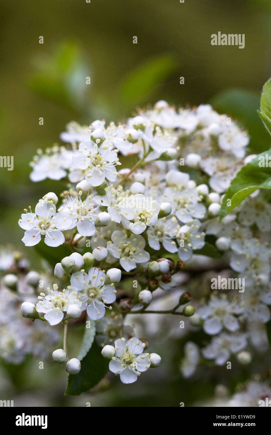 Pyracantha shrub hi-res stock photography and images - Alamy
