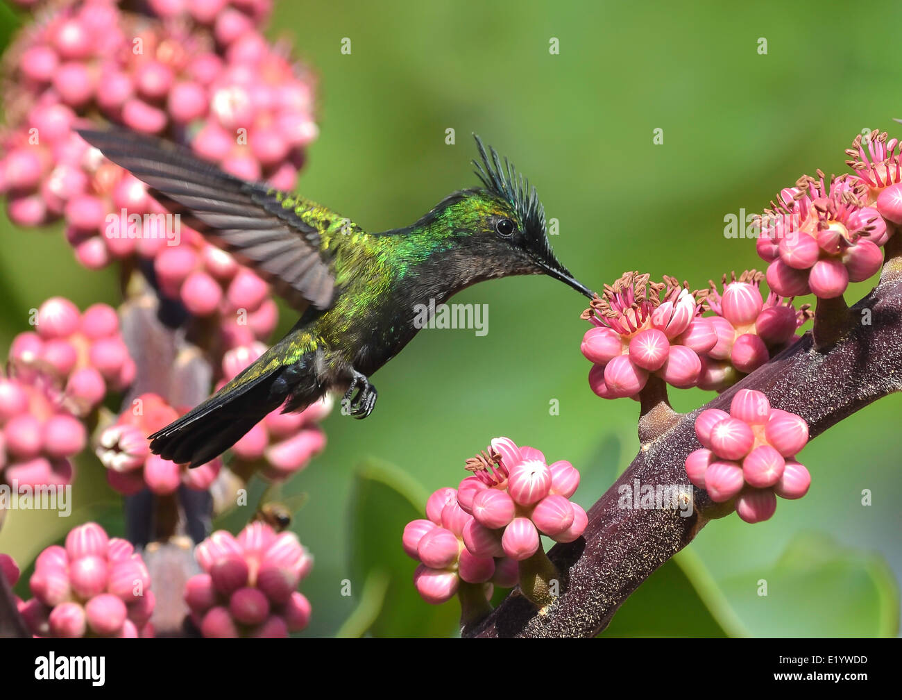 Humming bird close up hi-res stock photography and images - Alamy
