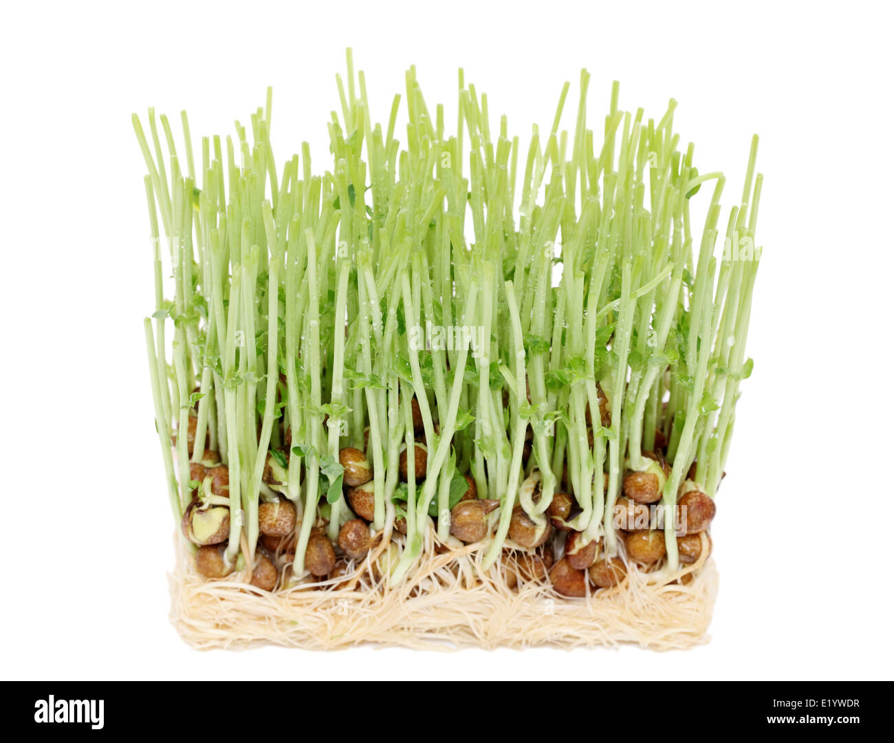 Beans Growing With Roots