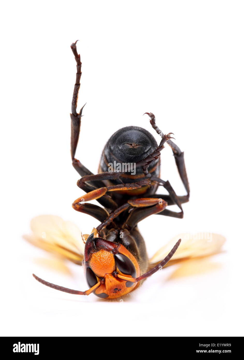 dead big hornet isolated on white background Stock Photo - Alamy