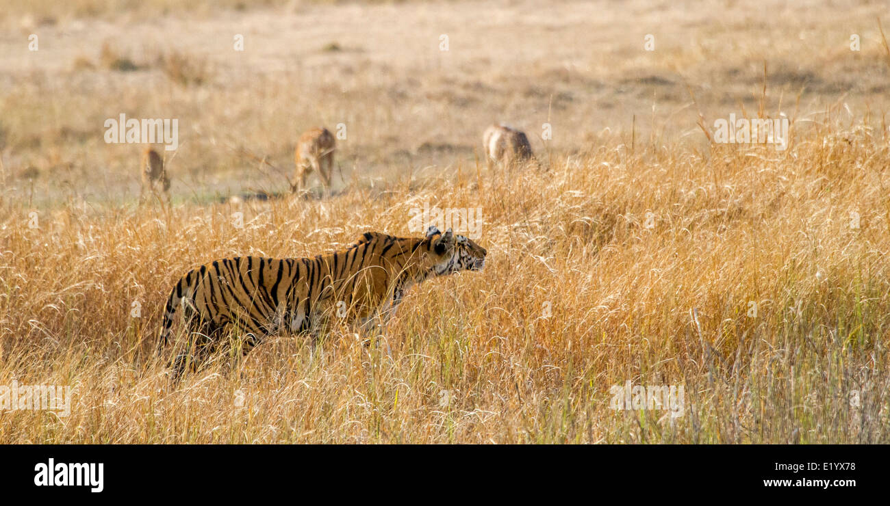 Female tiger stalking and killing a male Sambar deer, Bandhavgarh ...