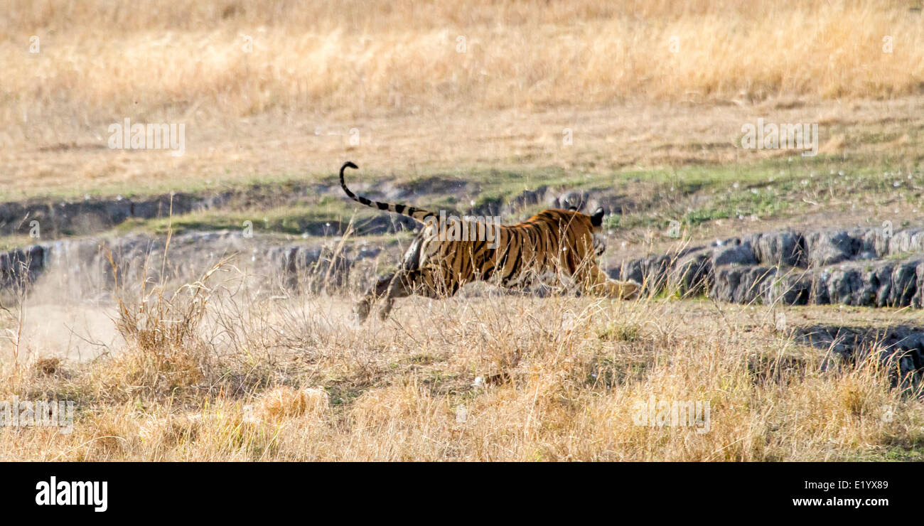 A tiger stalking its prey hi-res stock photography and images - Alamy
