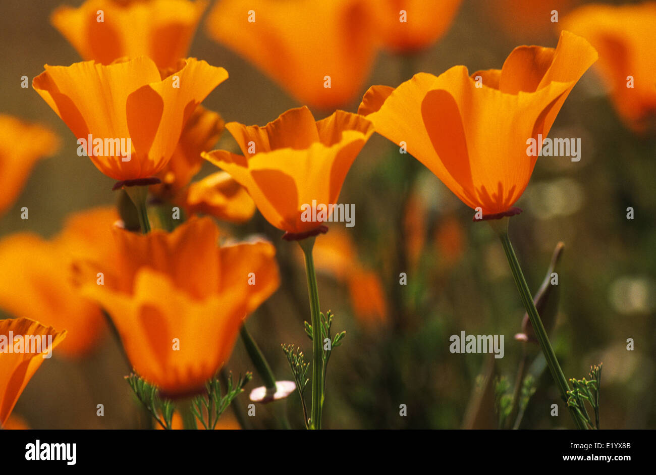 California poppy hi-res stock photography and images - Alamy