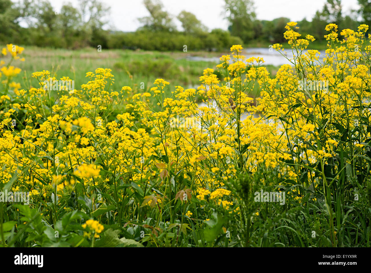 Lachine waterfront with large areas of bright yellow wild parsnip ...