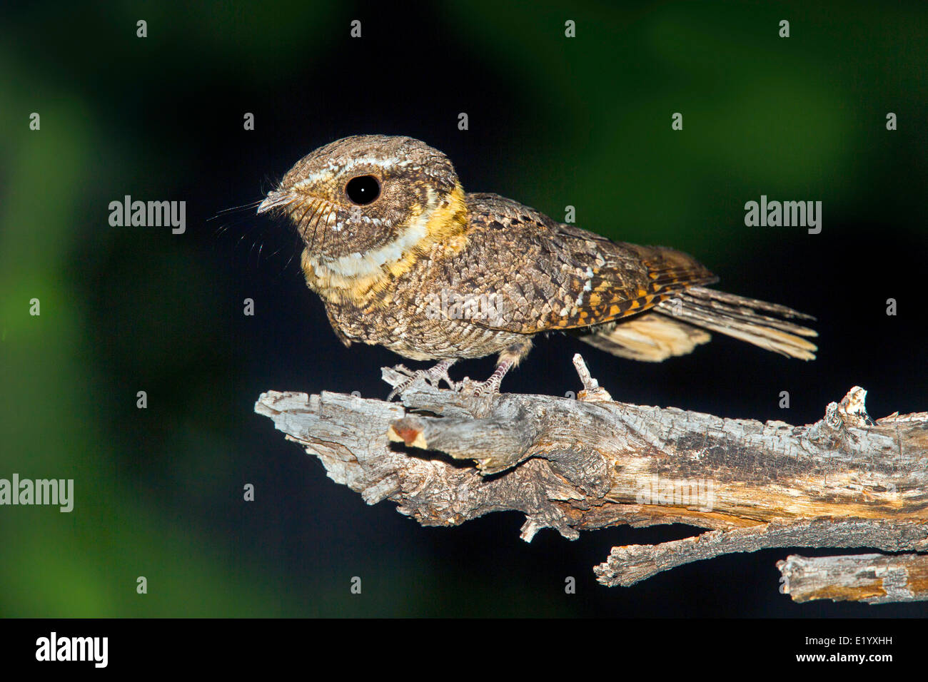 Buff-collared Nightjar Antrostomus ridgwayi Santa Rita Mountains ...