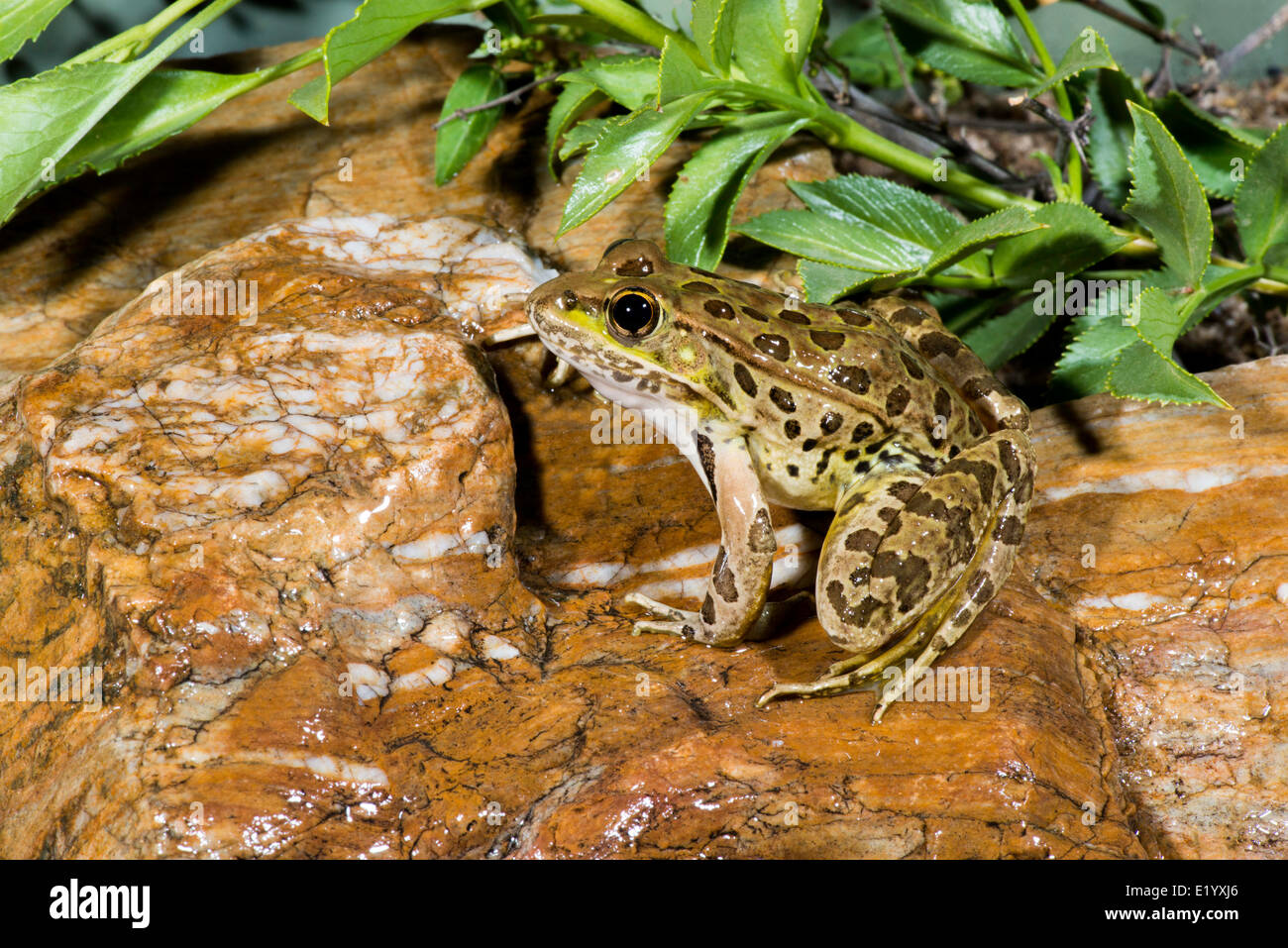 Lowland Leopard Frog Lithobates yavapaiensis Catalina, Pima County ...