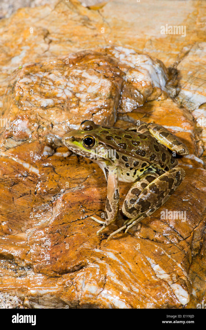 Lowland Leopard Frog Lithobates yavapaiensis Catalina, Pima County ...