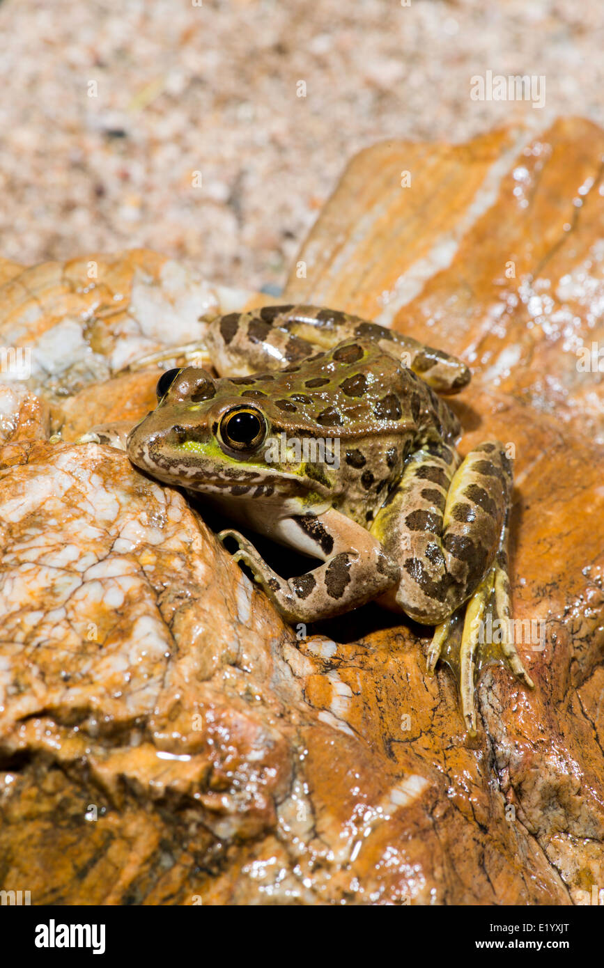 Lowland Leopard Frog Lithobates yavapaiensis Catalina, Pima County ...