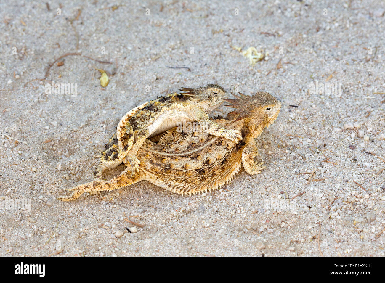 Regal Horned Lizard Phrynosoma solare Tucson, Arizona, United States 11 ...