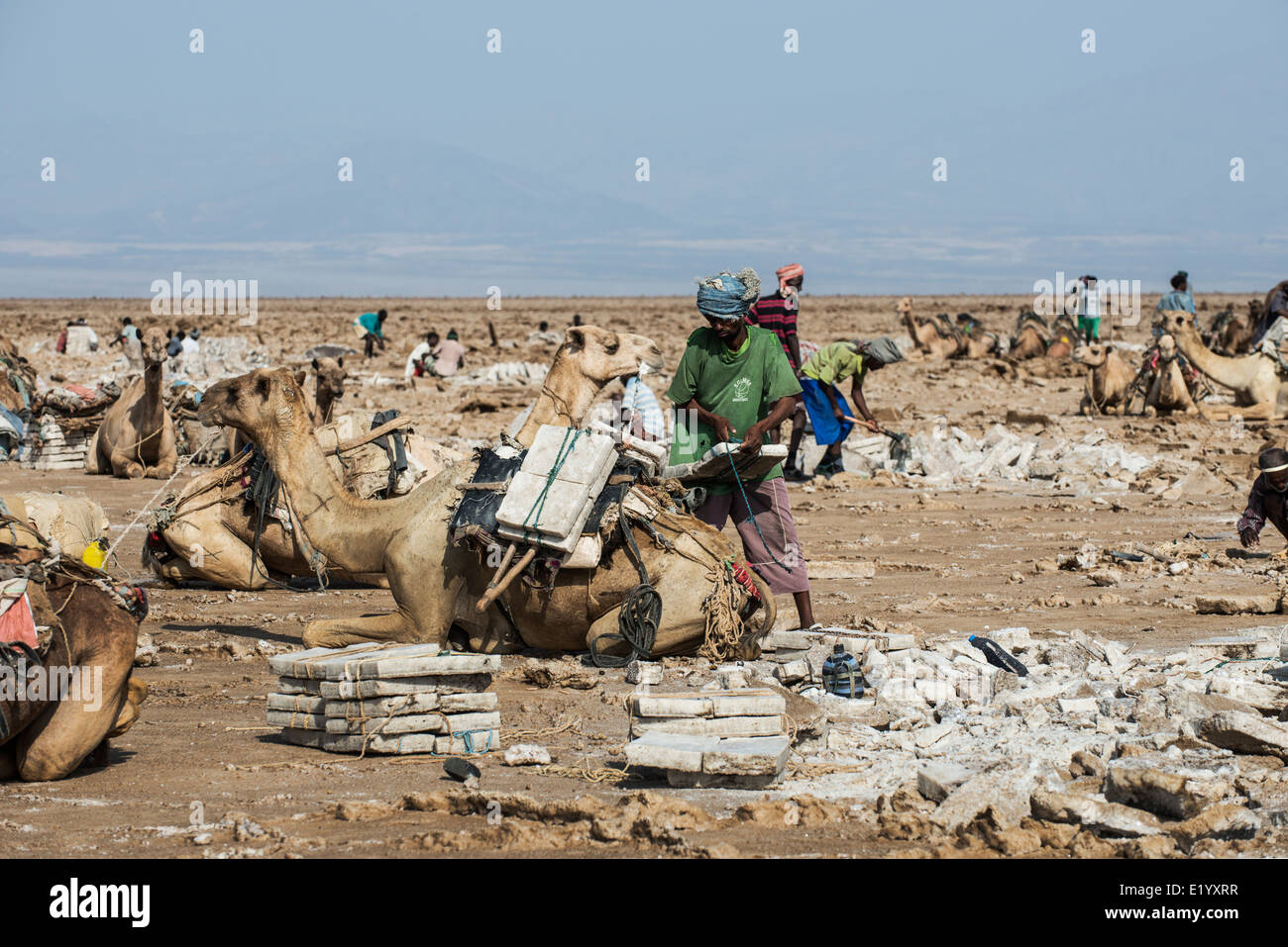 Salt mining in lake Asale in the Danakil depression Stock Photo - Alamy