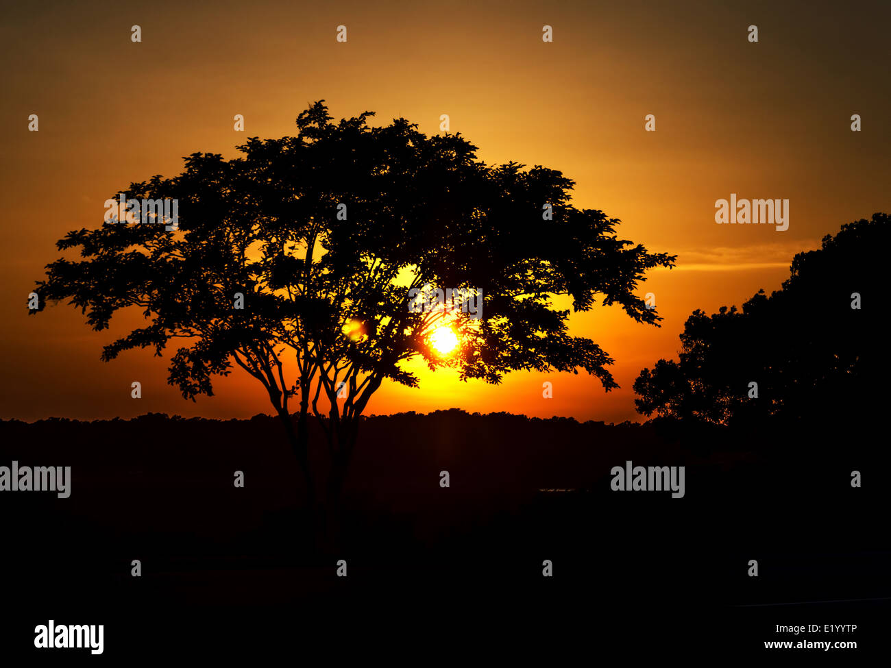 Sunset seen through tree branches Stock Photo - Alamy