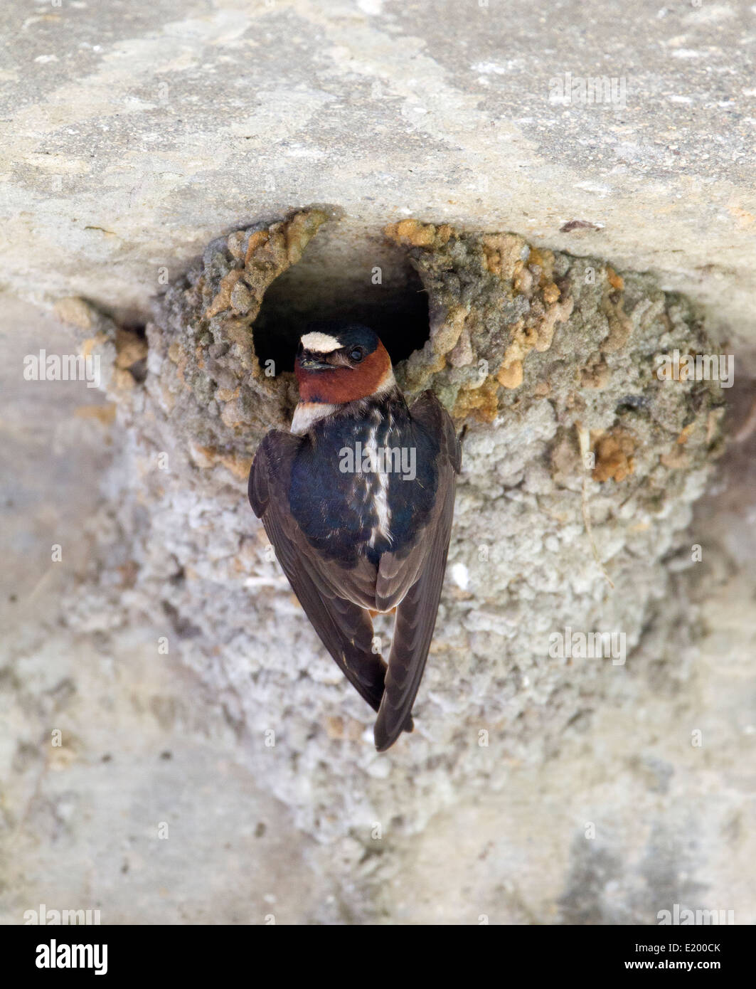 Swallow building nest hi-res stock photography and images - Alamy