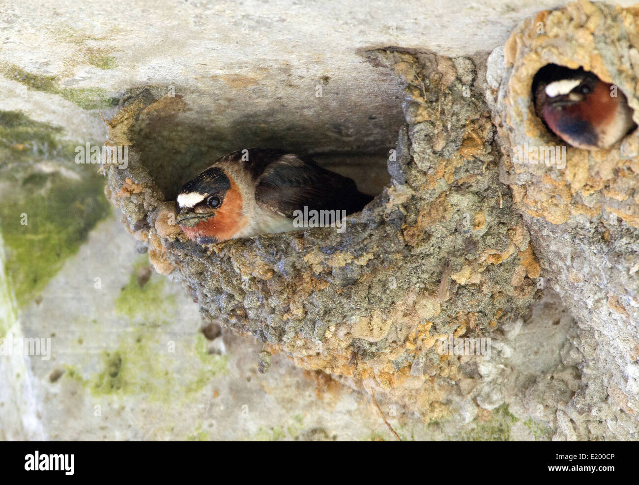 Swallow building nest hi-res stock photography and images - Alamy