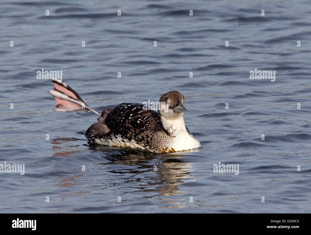 Common Loon Showing one Foot Stock Photo - Alamy