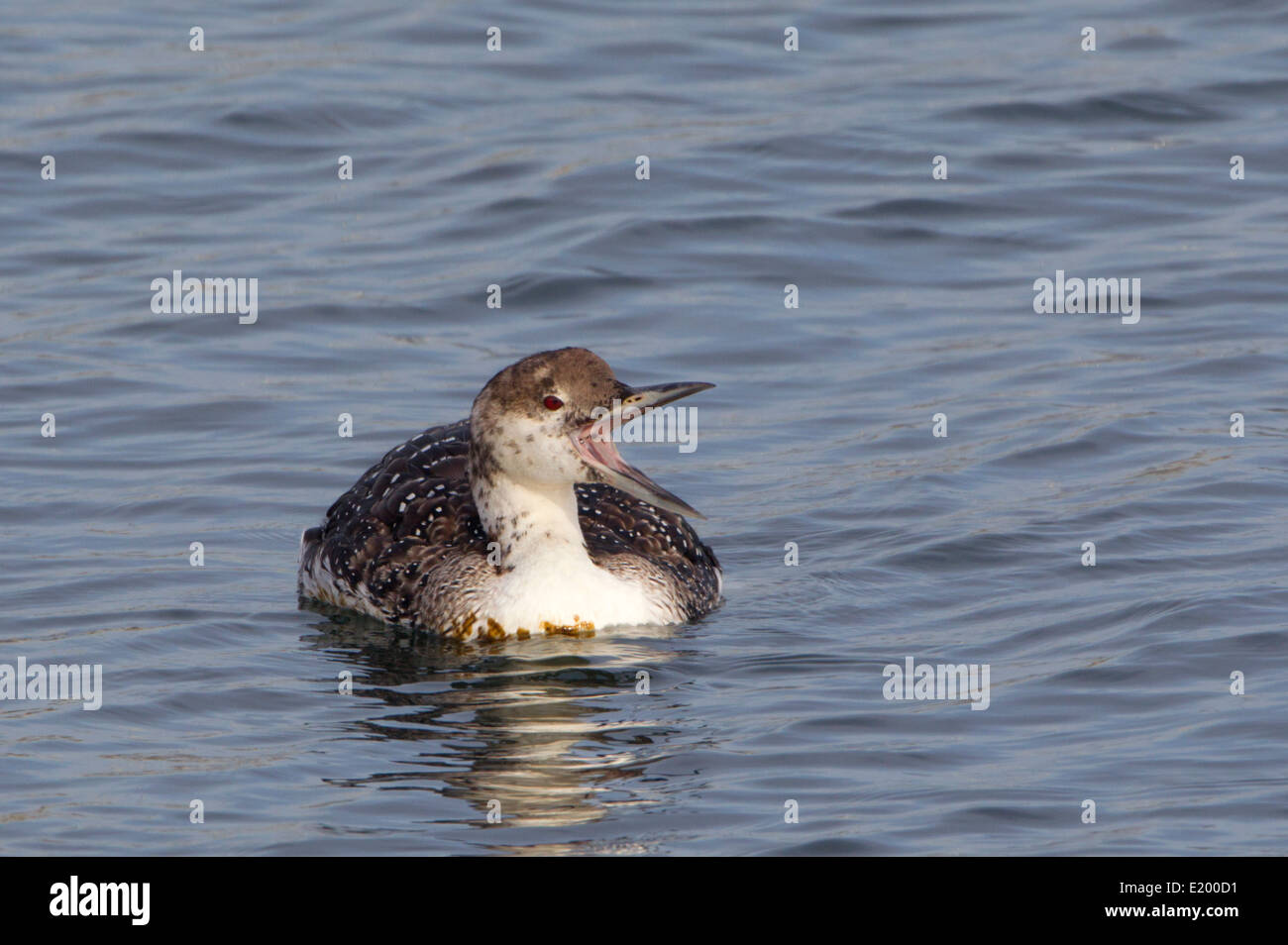Common Loon Yawning High Resolution Stock Photography and Images - Alamy