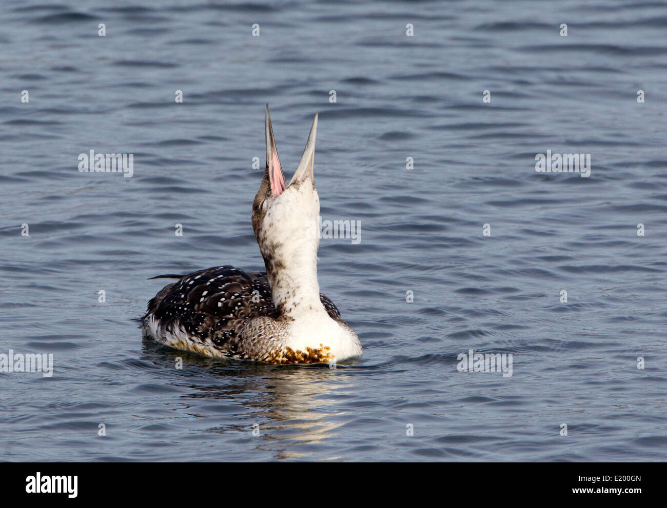 Common Loon Yawning High Resolution Stock Photography and Images - Alamy
