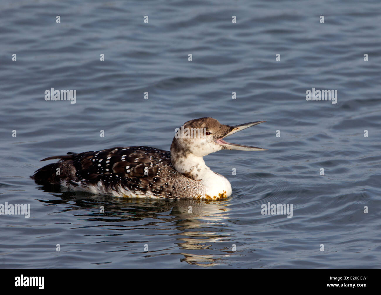 Common loon yawning hi-res stock photography and images - Alamy