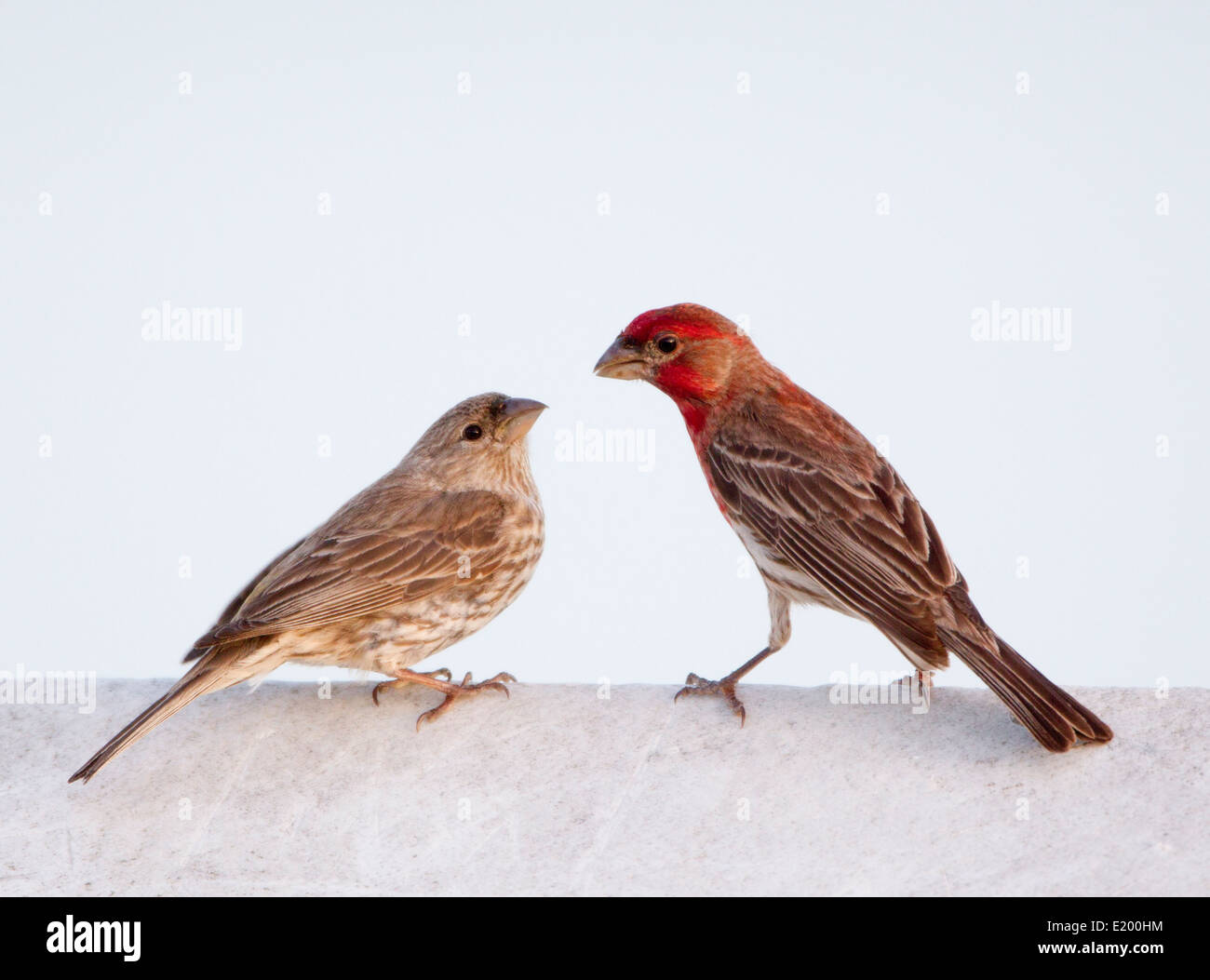 Finch pair hi-res stock photography and images - Alamy