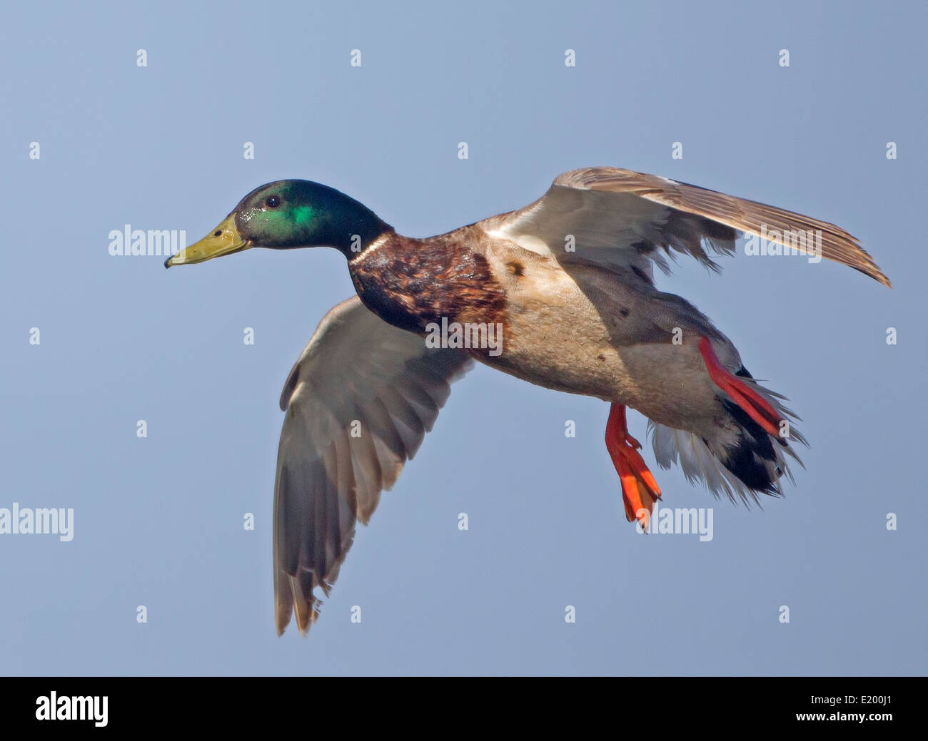 Mallard Drake in Flight Stock Photo - Alamy