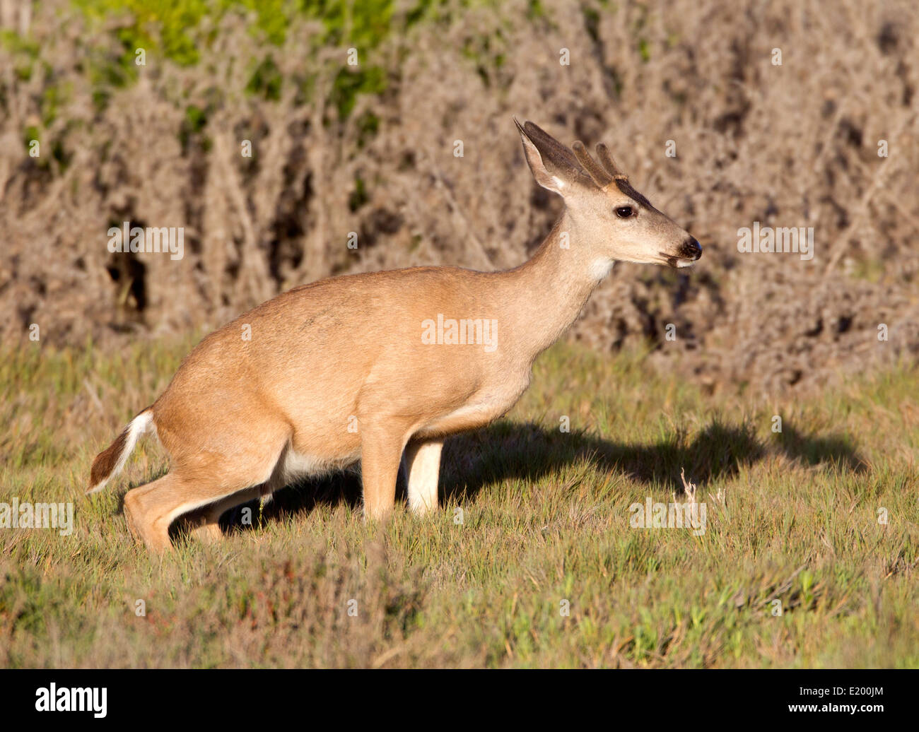 Black tailed Deer Buck Urinating Stock Photo - Alamy