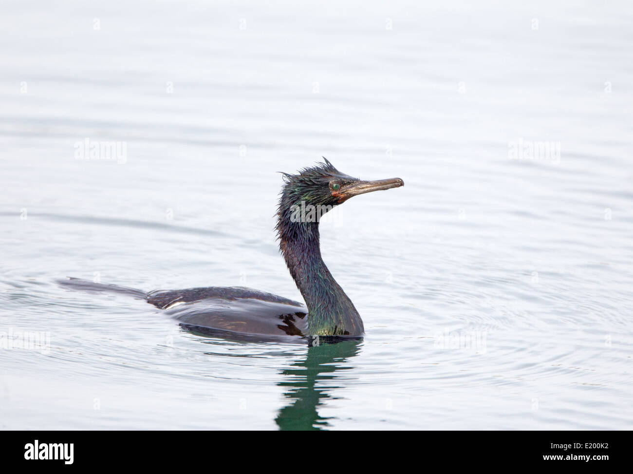 Pelagic cormorant hi-res stock photography and images - Alamy