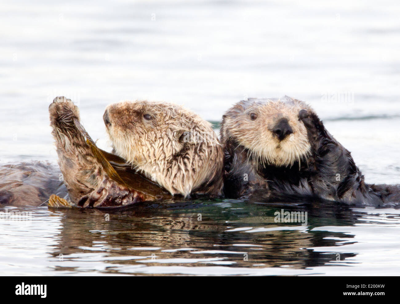 Two Sea Otters Stock Photo - Alamy