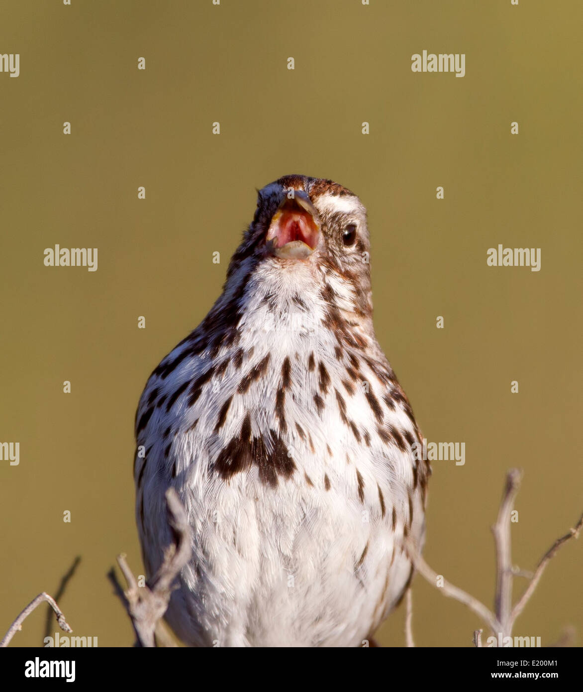 Song Sparrow Singing Stock Photo - Alamy